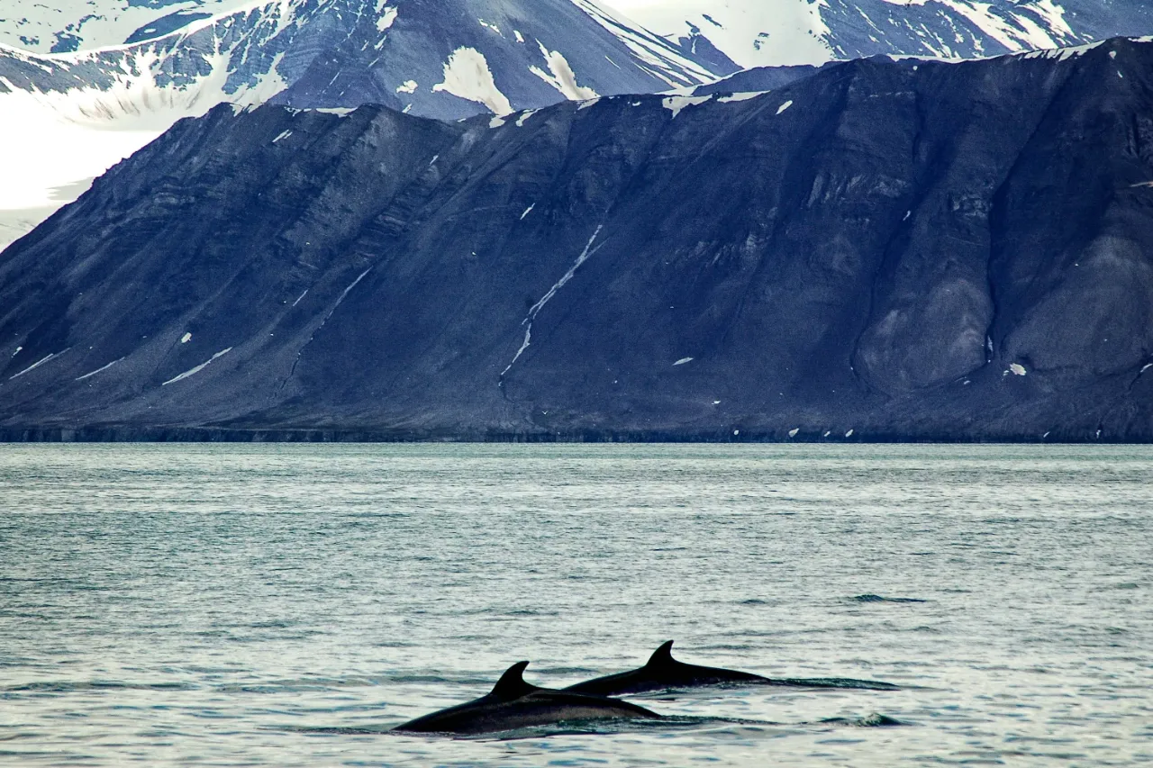Foto Svalbard - Herunder kan du se en række billeder fra Svalbard